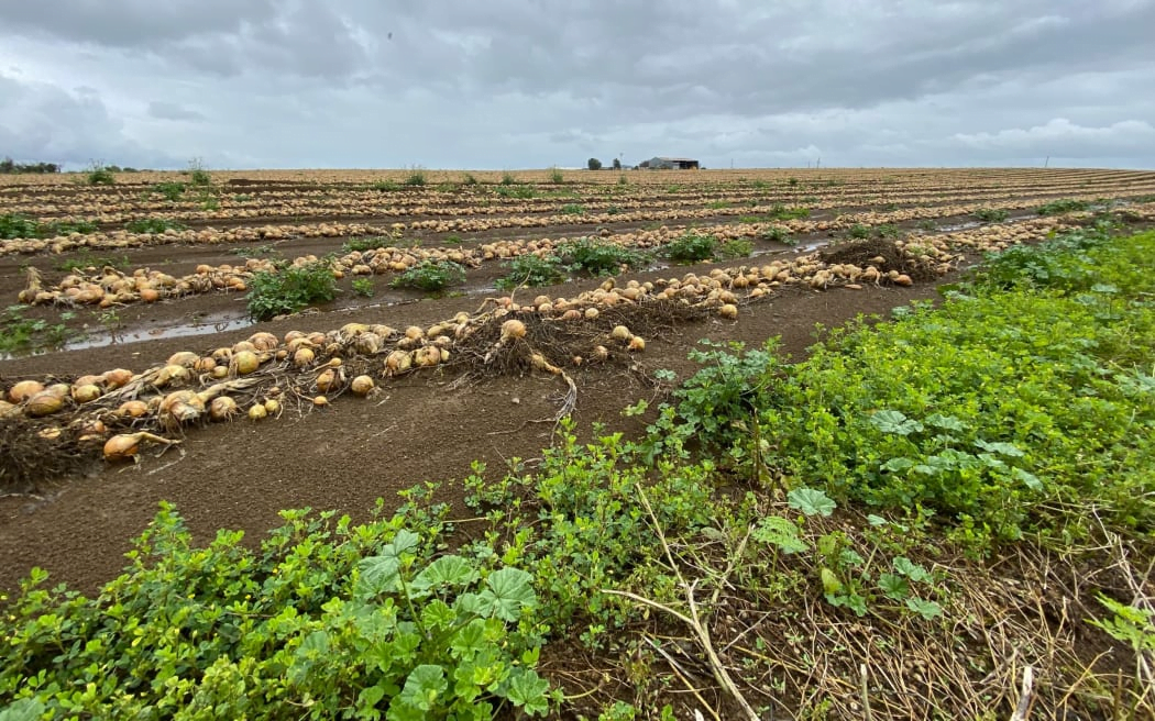 The Auckland flood leads to vegetable and fruit price hike in New ...